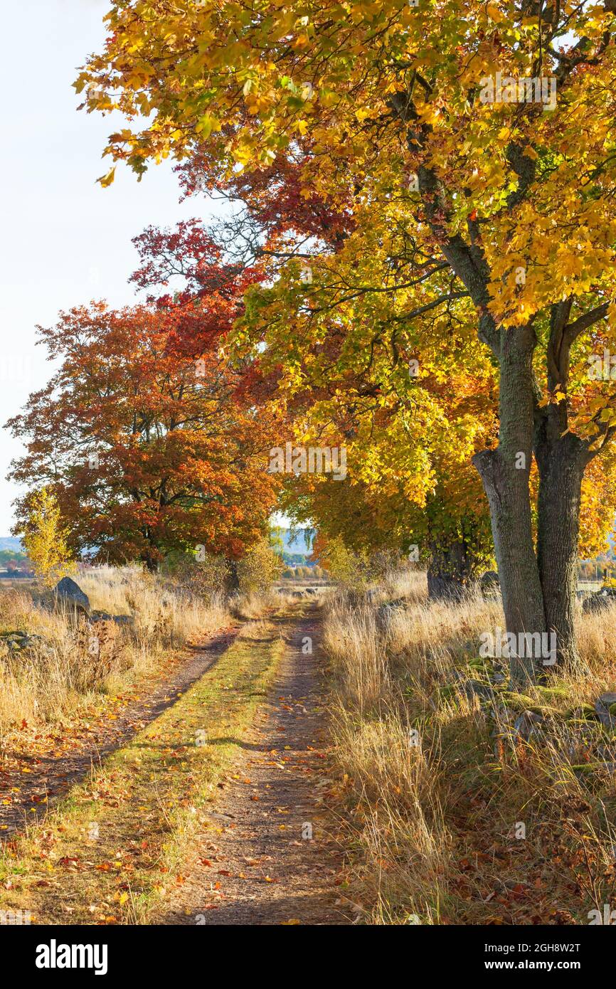 Roadside treeline hi-res stock photography and images - Alamy