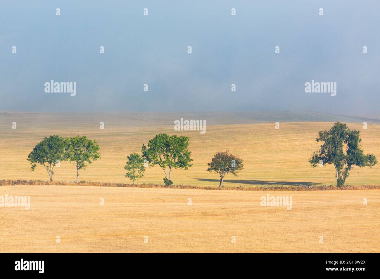 Rural landscape view a treeline Stock Photo - Alamy