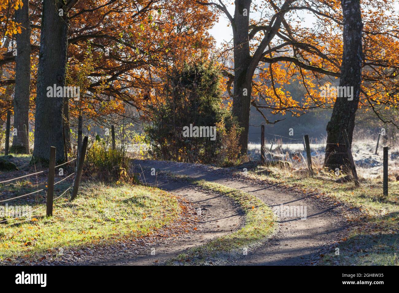 Oak treeline hi-res stock photography and images - Alamy