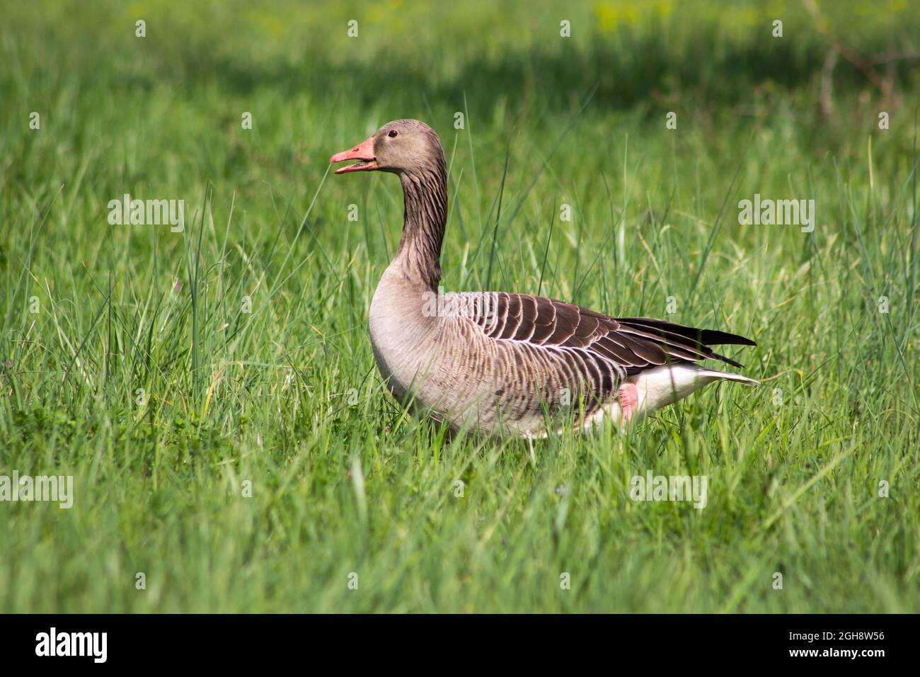 Video of geese hi-res stock photography and images - Alamy