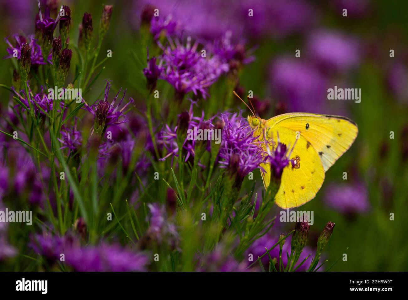 An orange sulphur butterfly, also known as alfalfa butterfly ...