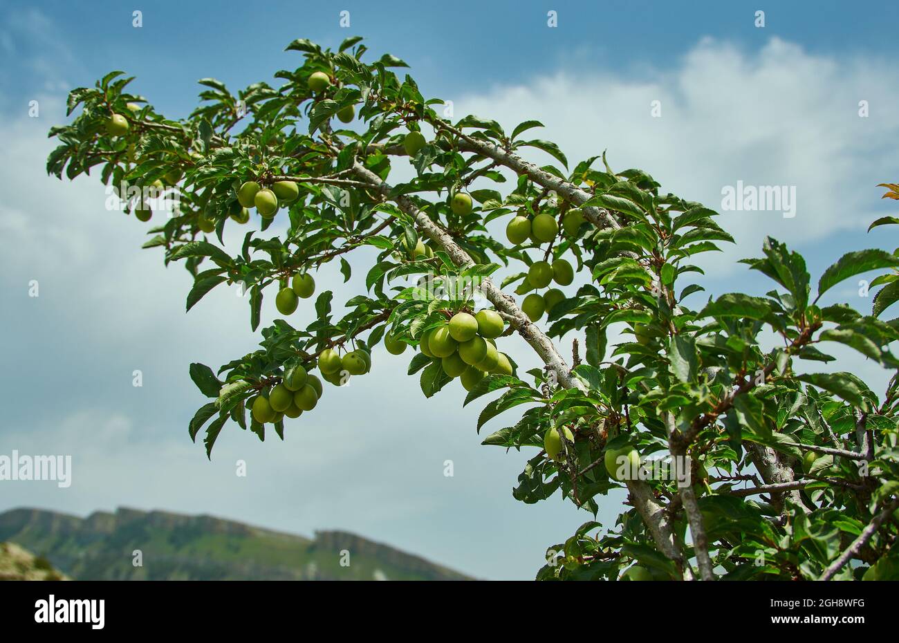 Prunus cerasifera , unripe fruits native to Southeast Europe and ...
