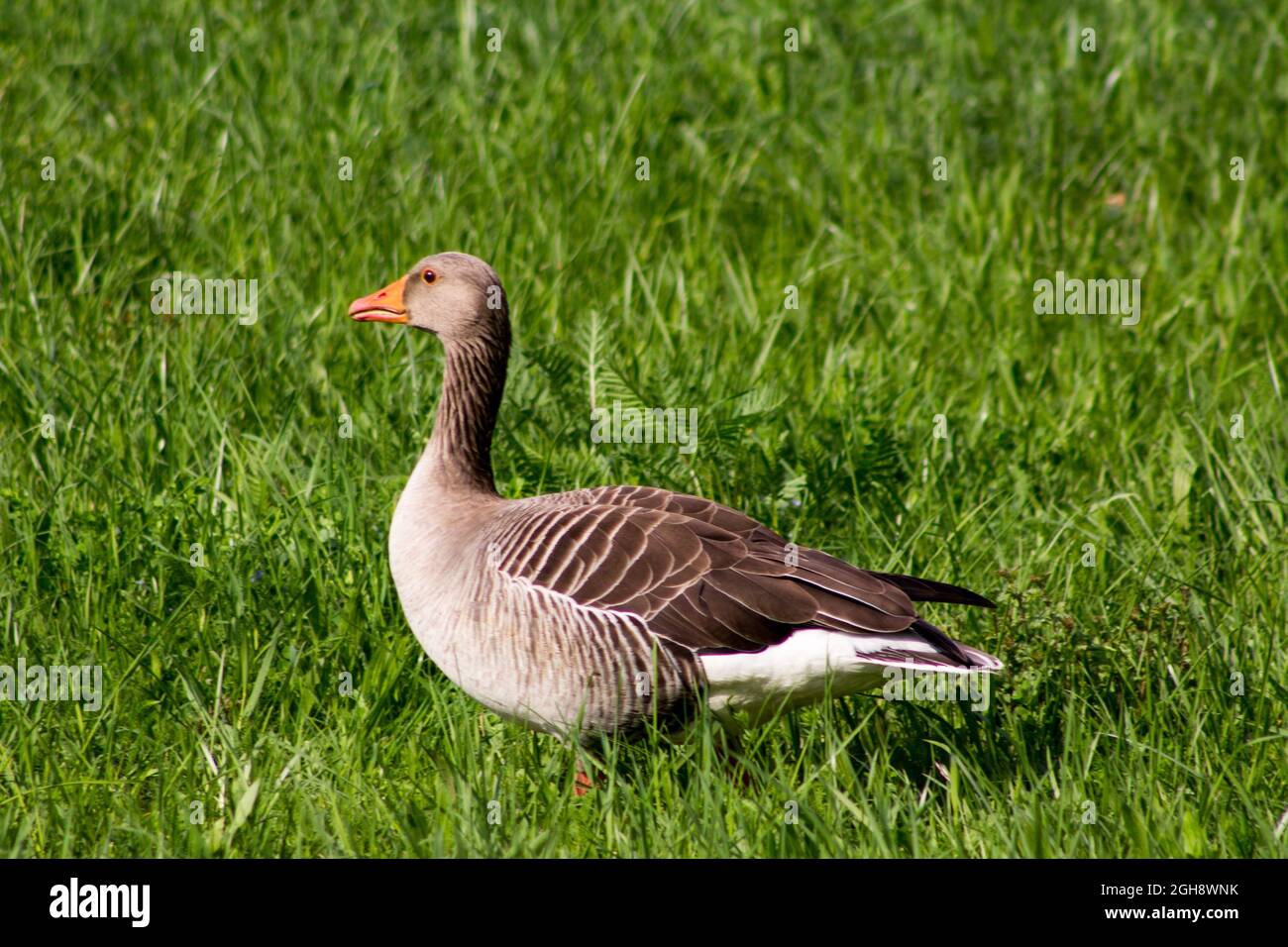 Video of geese hi-res stock photography and images - Alamy