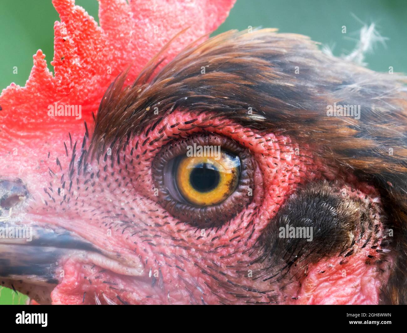 Closeup of a Cockerels face, Feizor, Yorkshire, UK Stock Photo - Alamy