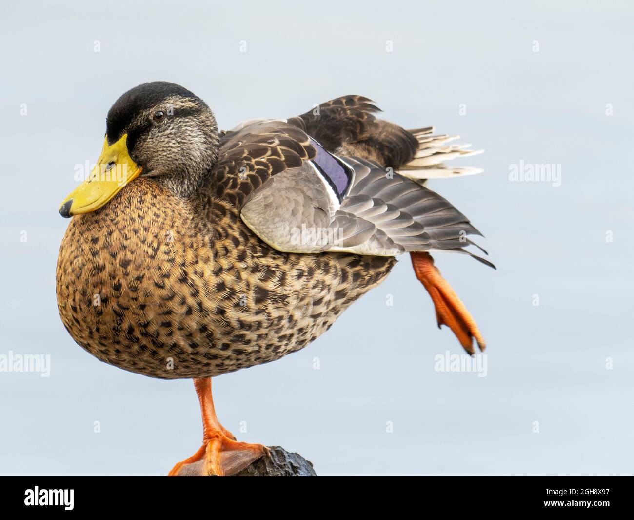 A male Mallard in eclipse plumage, Ambleside, Lake district, UK Stock ...