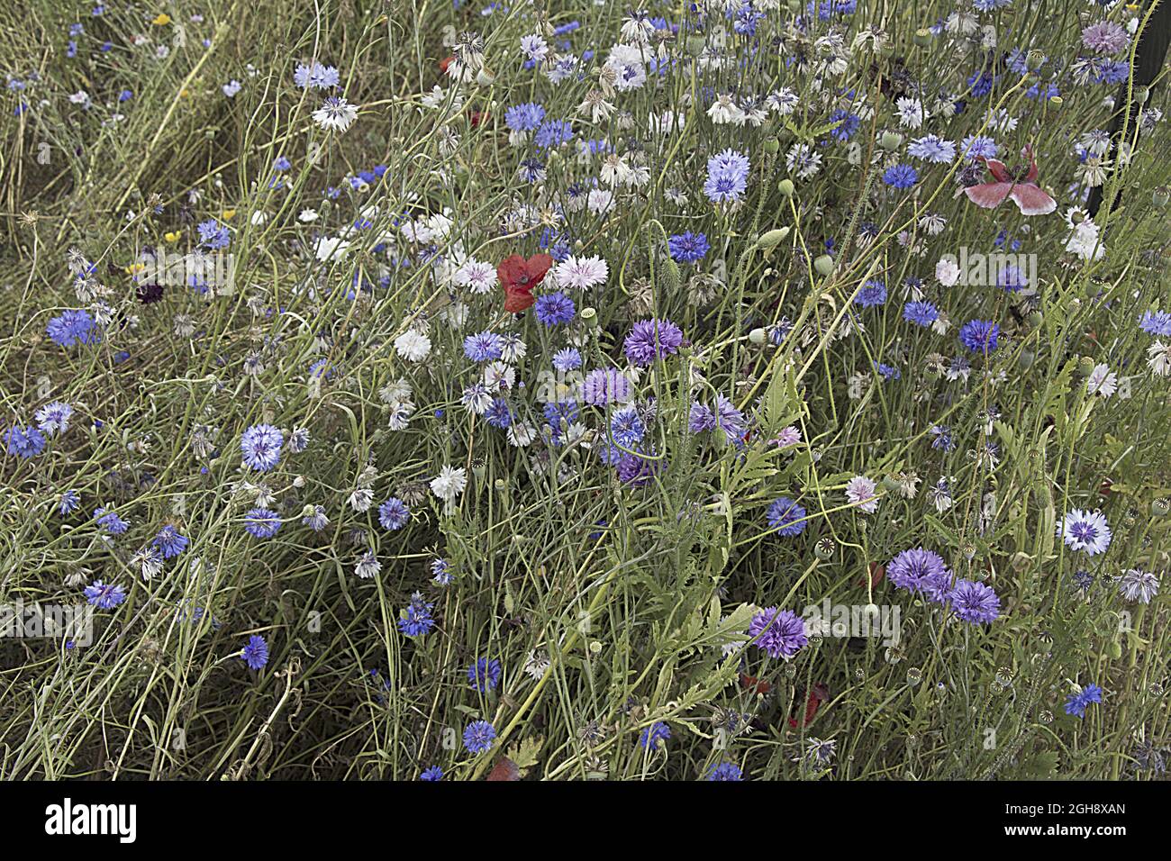 WILD FLOWER MEADOW; COTSWOLD WILDLIFE PARK Stock Photo - Alamy