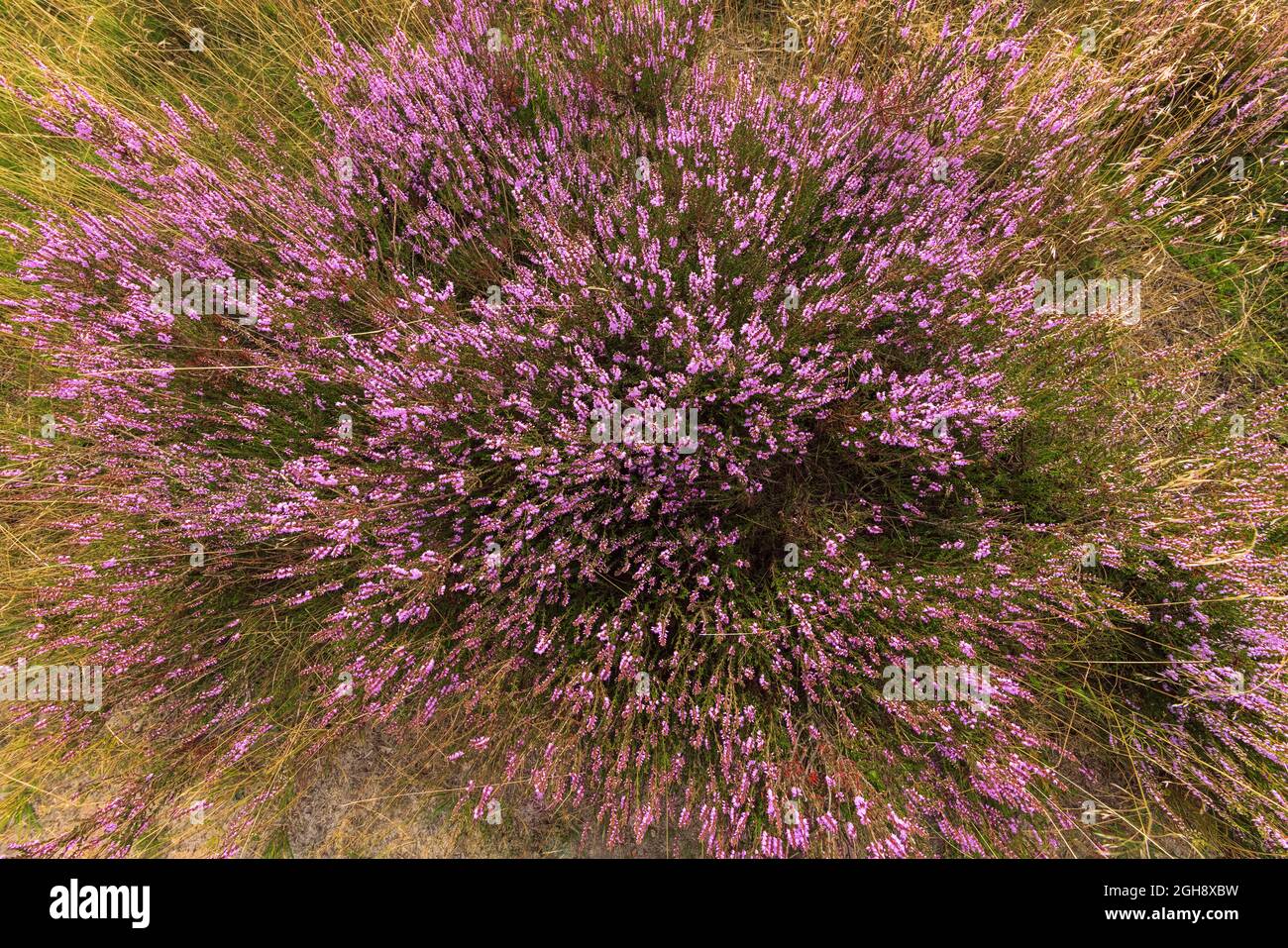 An explosion of blooming heather on the Lüneburger Heide Stock Photo ...