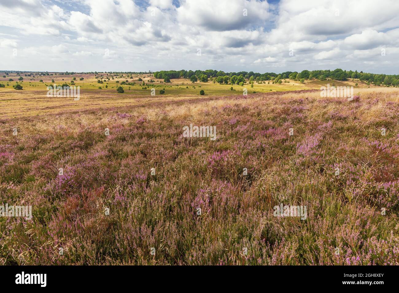 A wide overview of the Luneburger Heide in the vicinity of ...