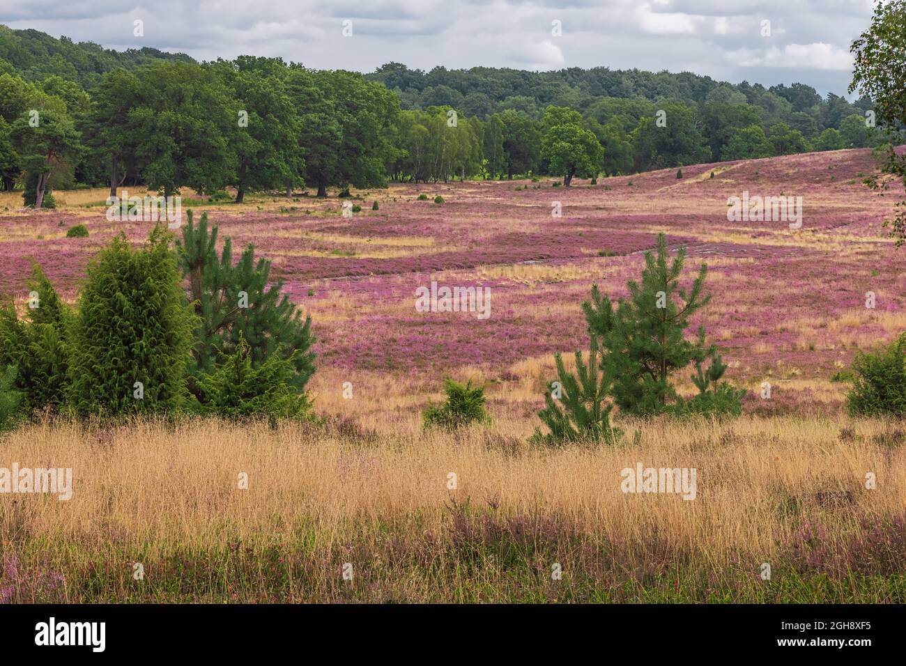 Heather filled valley hi-res stock photography and images - Alamy