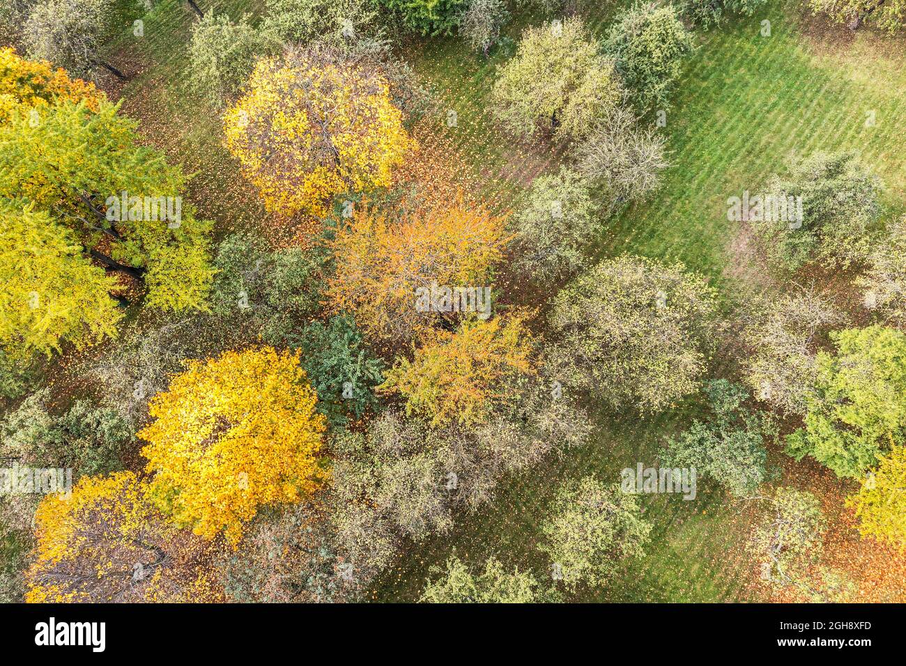 Aerial treetop tree canopy hi-res stock photography and images - Alamy