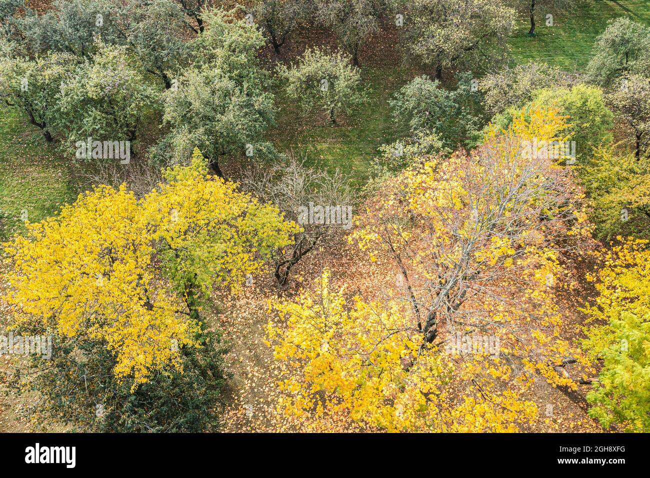 Autumnal tree canopy top down hi-res stock photography and images - Alamy
