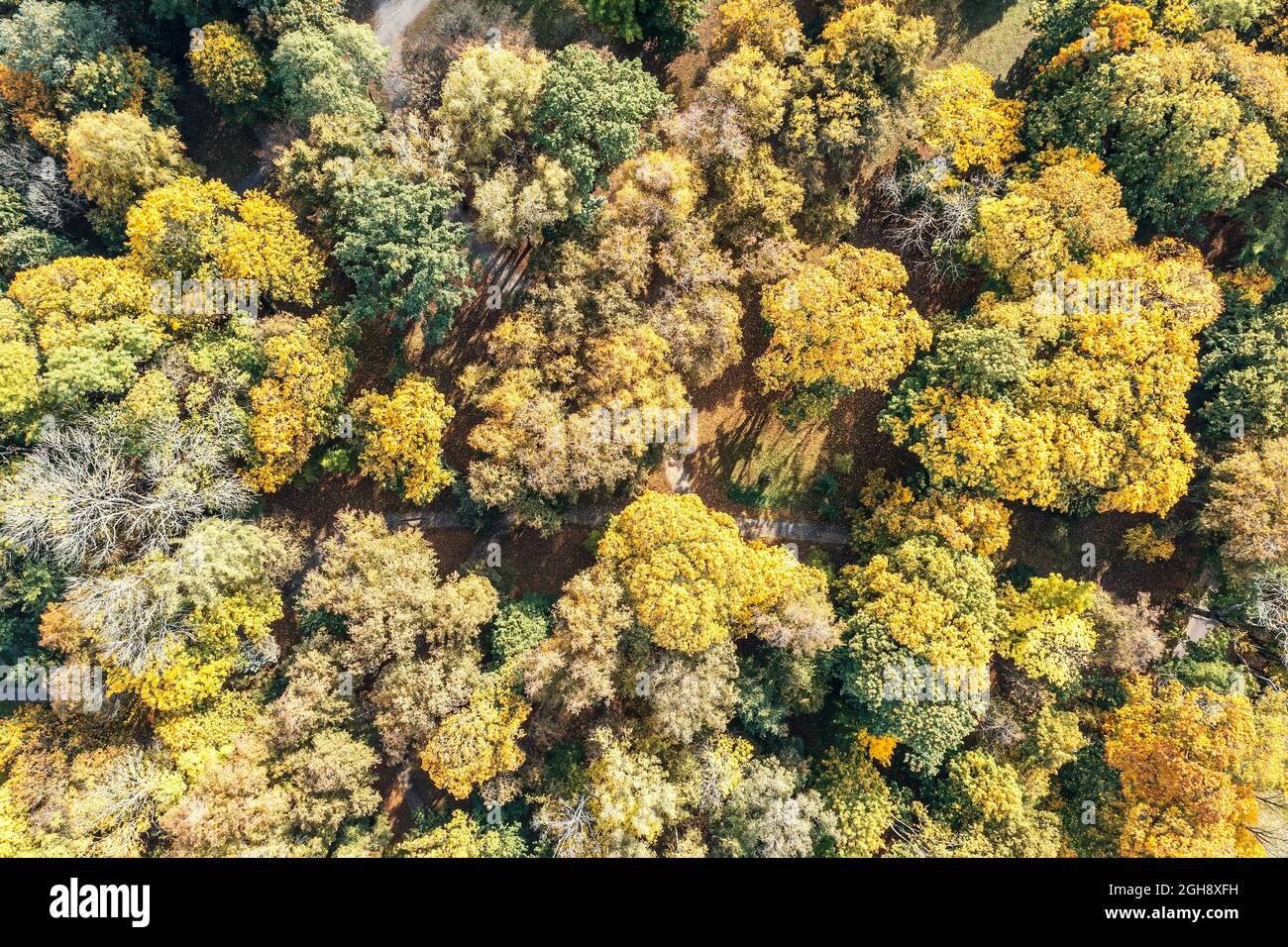 Autumnal tree canopy top down hi-res stock photography and images - Alamy