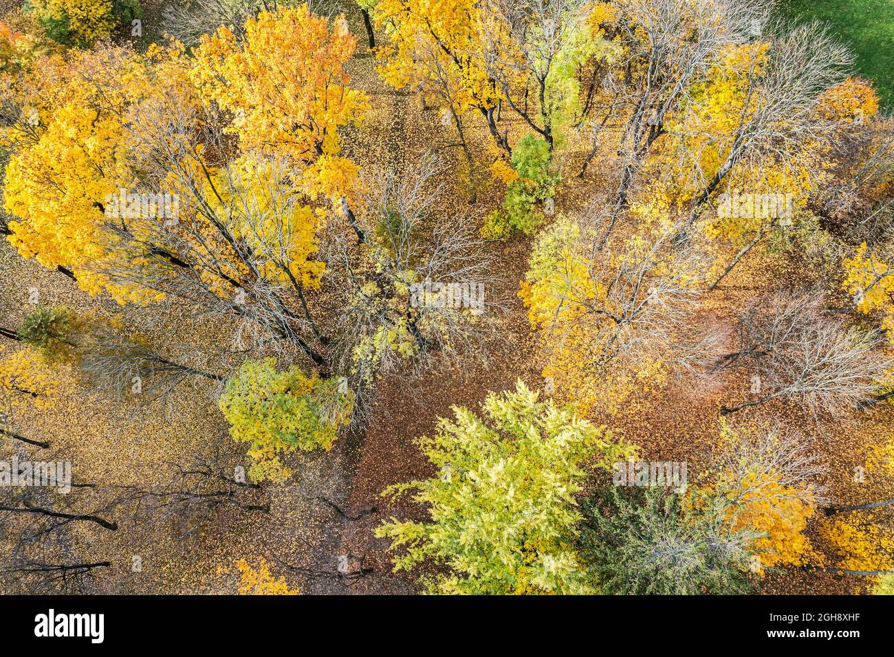 aerial view of colorful trees in autumn forest at sunny october day ...