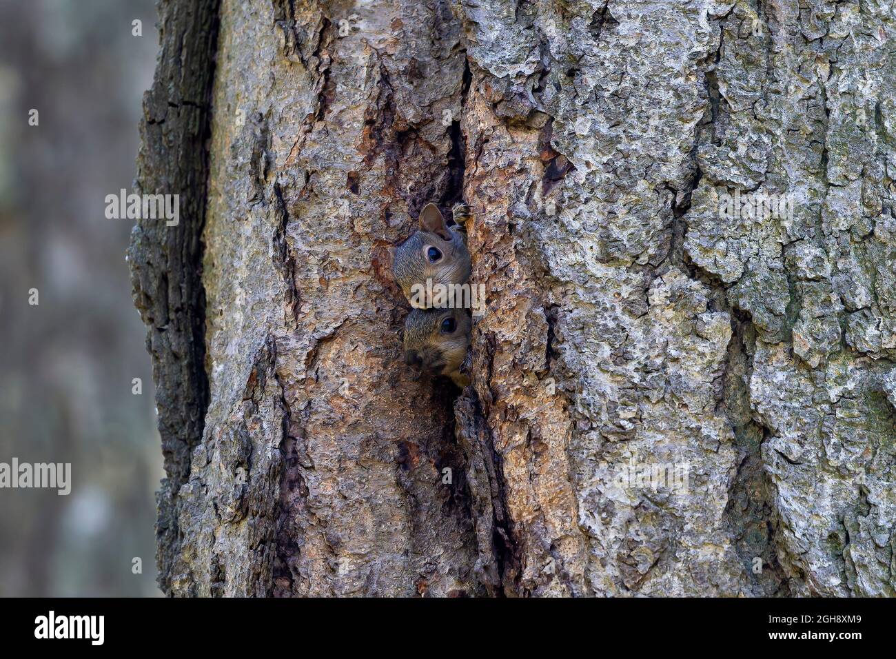 Two young Eastern gre y squirrels ( (Sciurus niger)peeks out from ...
