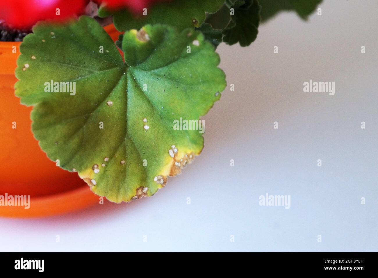 fungal diseased leaf of room geranium close-up, copy space Stock Photo ...