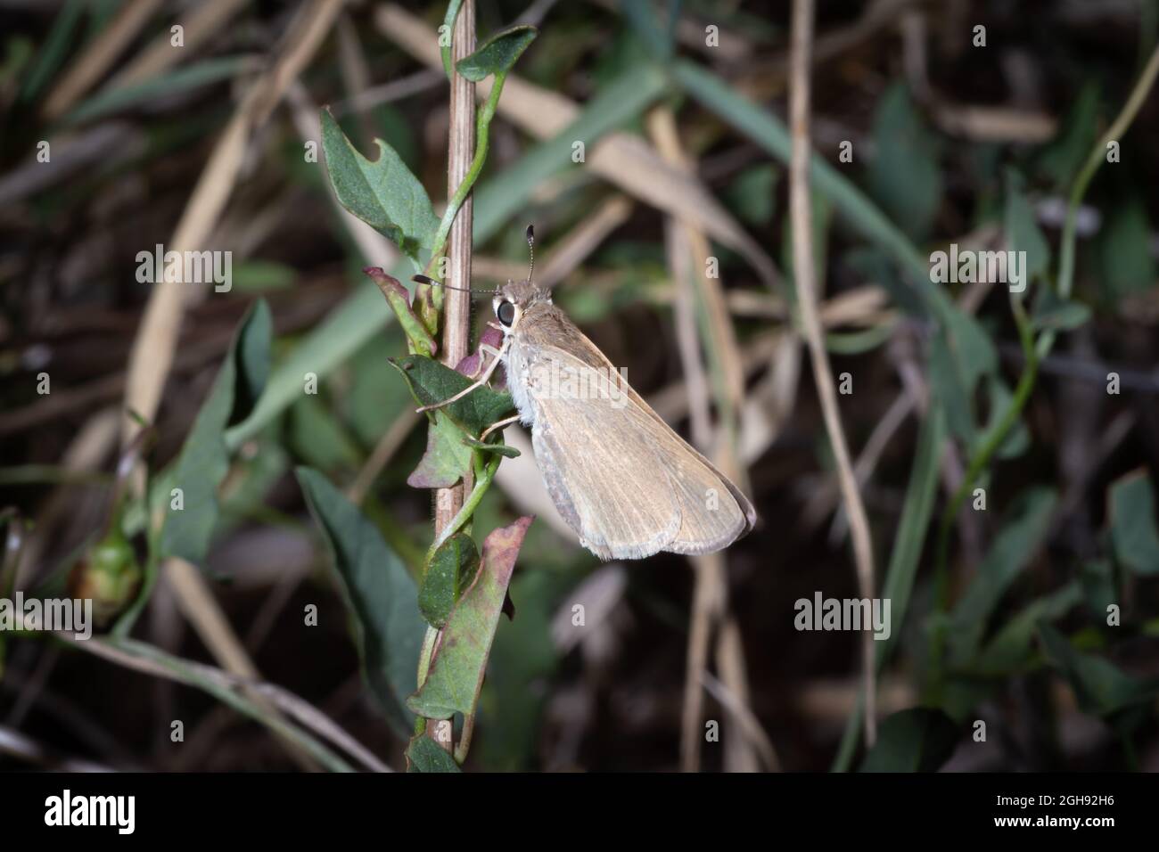 Butterfly in night hi-res stock photography and images - Alamy