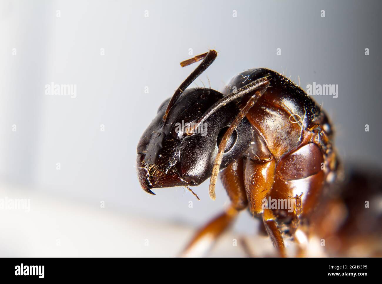 Camponotus aethiops queen with super magnification Stock Photo - Alamy