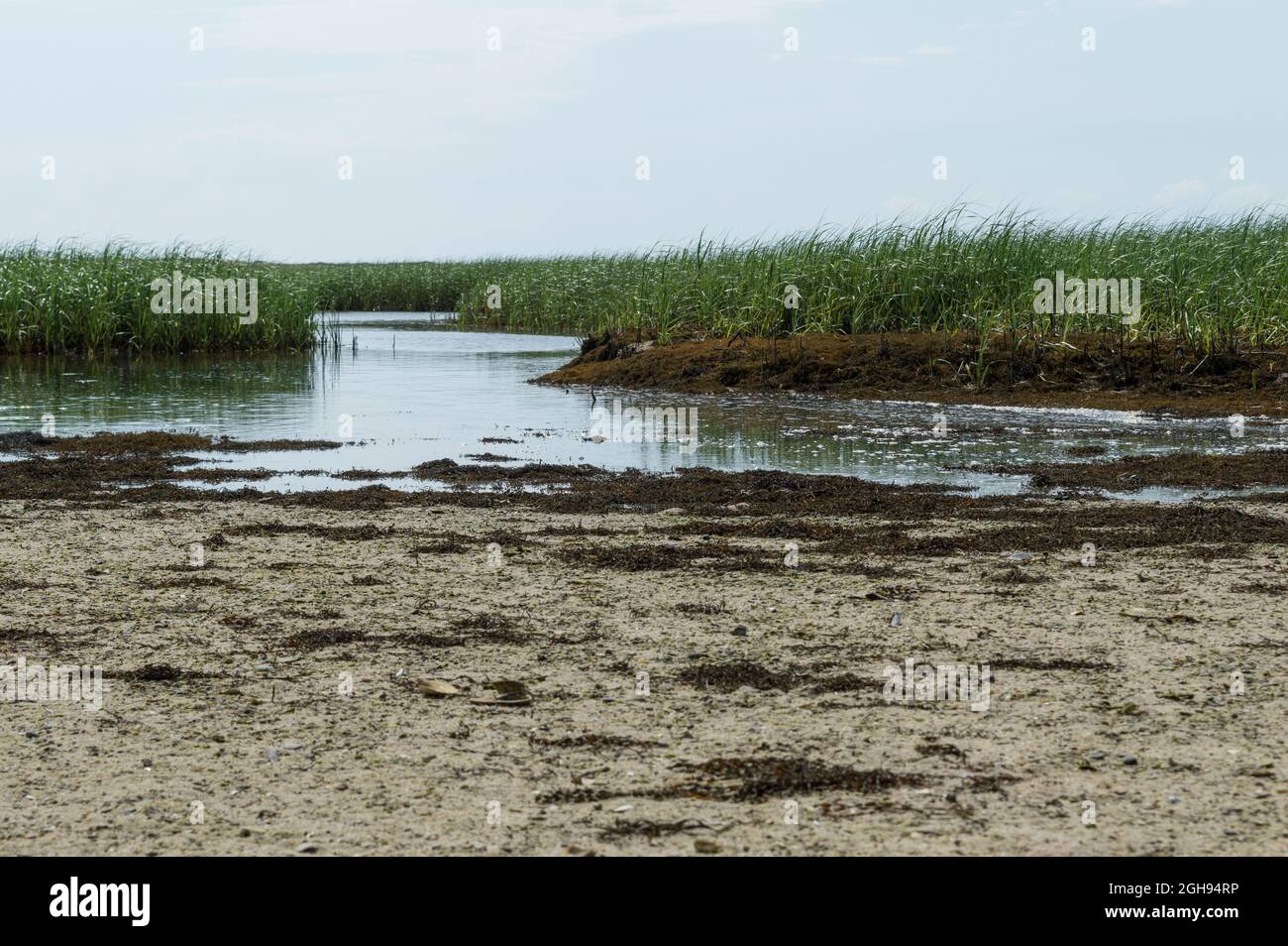 View of the marsh. Smooth water surface surrounded by grass. Cape Cod ...