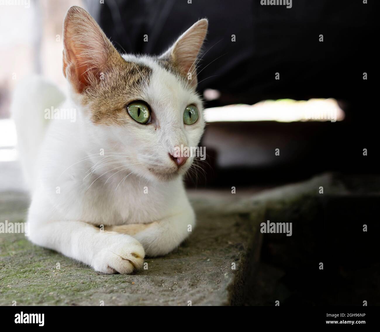 Indian street cats hi-res stock photography and images - Alamy