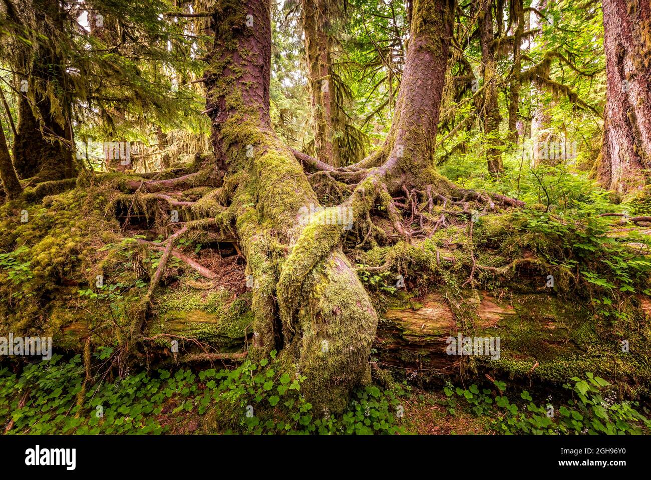 Intertwined roots of trees in the Hoh rainforest, Olympic National Park ...