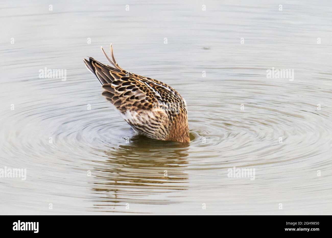 Dunlin uk marsh hi-res stock photography and images - Alamy