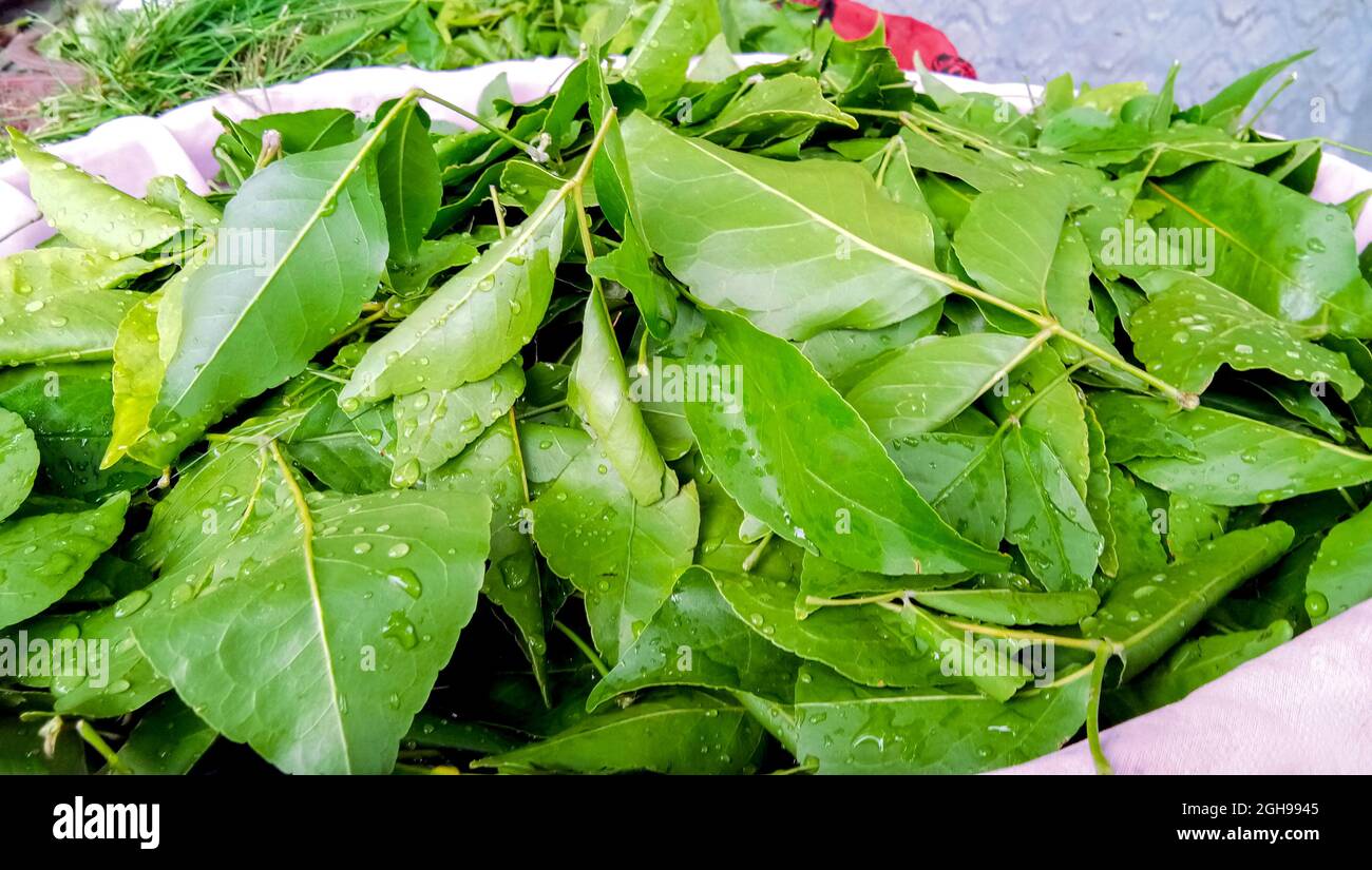 Bael is the most ancient sacred tree in India. Mostly, it is planted ...
