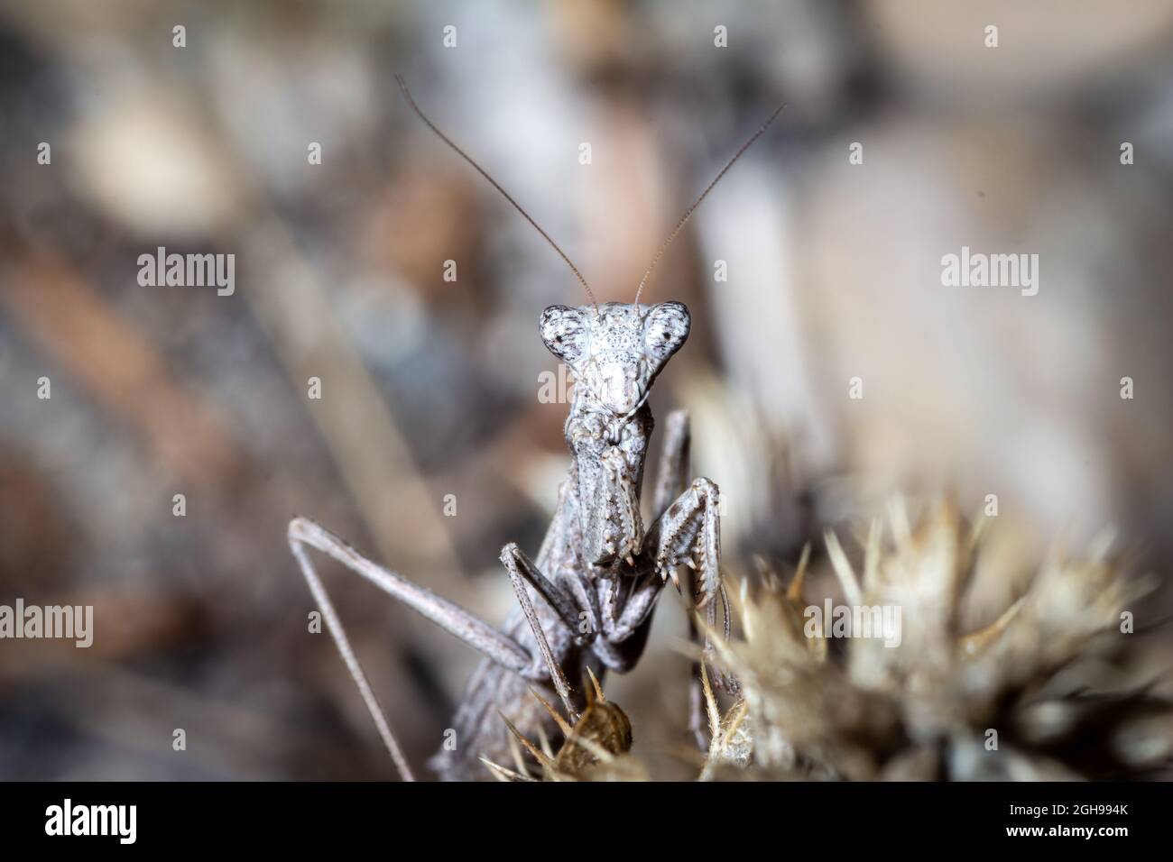 Grey mantis hi-res stock photography and images - Alamy