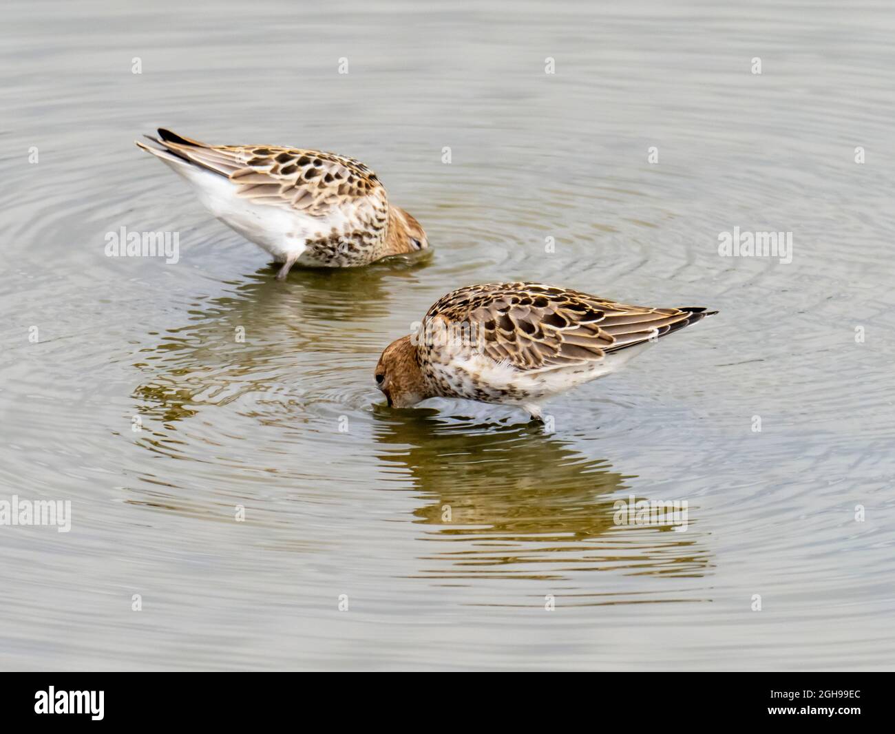 Dunlin uk marsh hi-res stock photography and images - Alamy