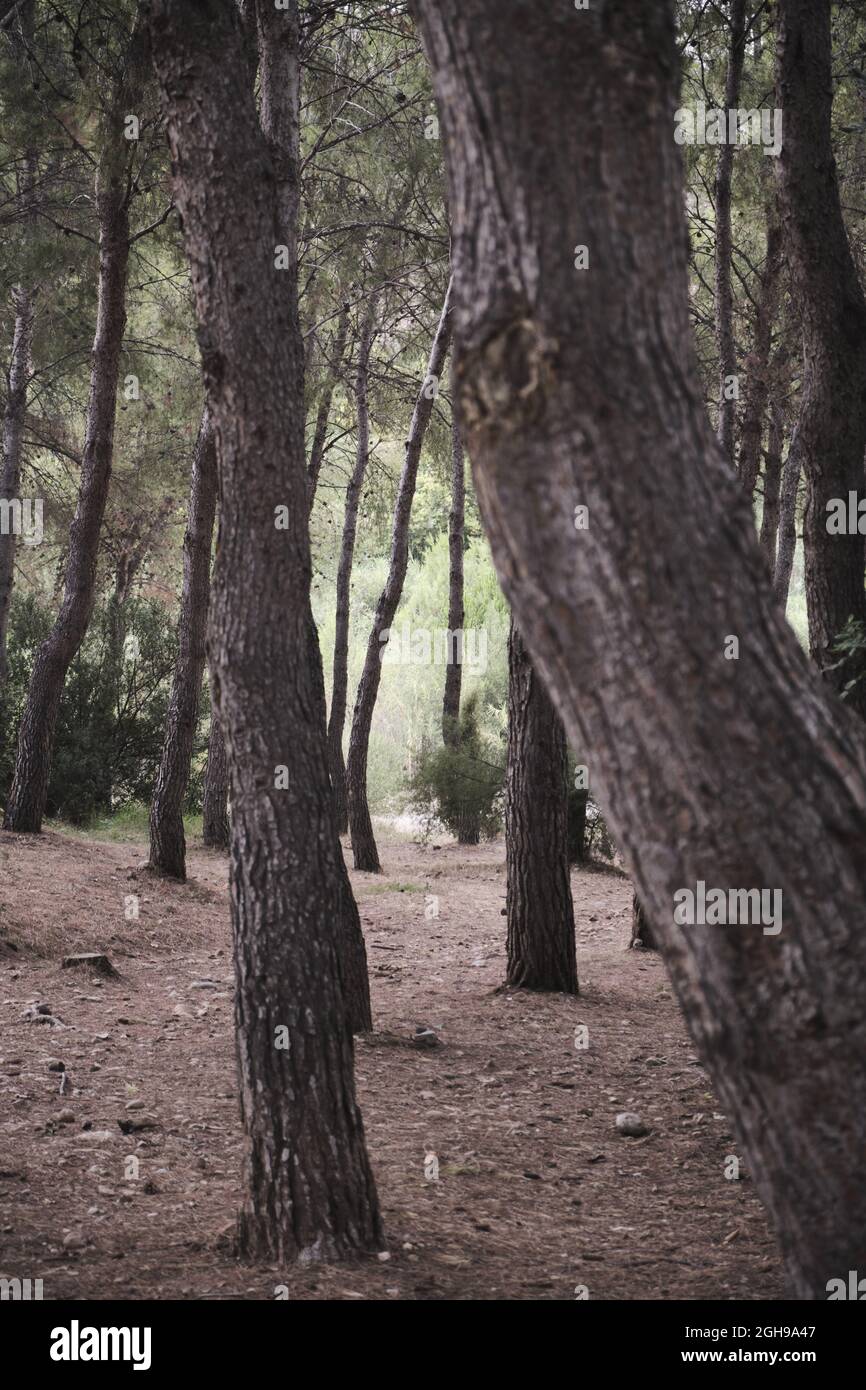 Vertical shot of trees in a forest Stock Photo - Alamy
