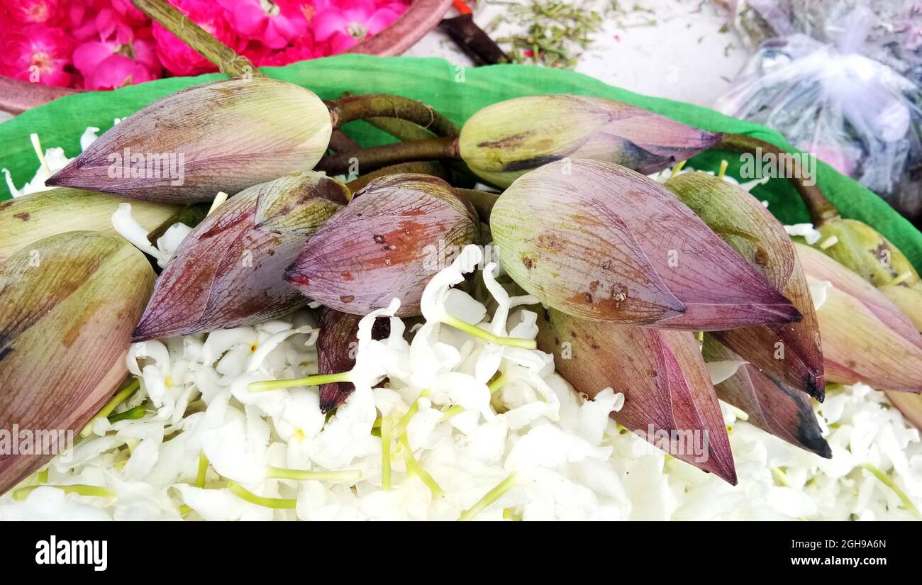 lotus flower bud with white flowers in a basket for puja ceremony on ...
