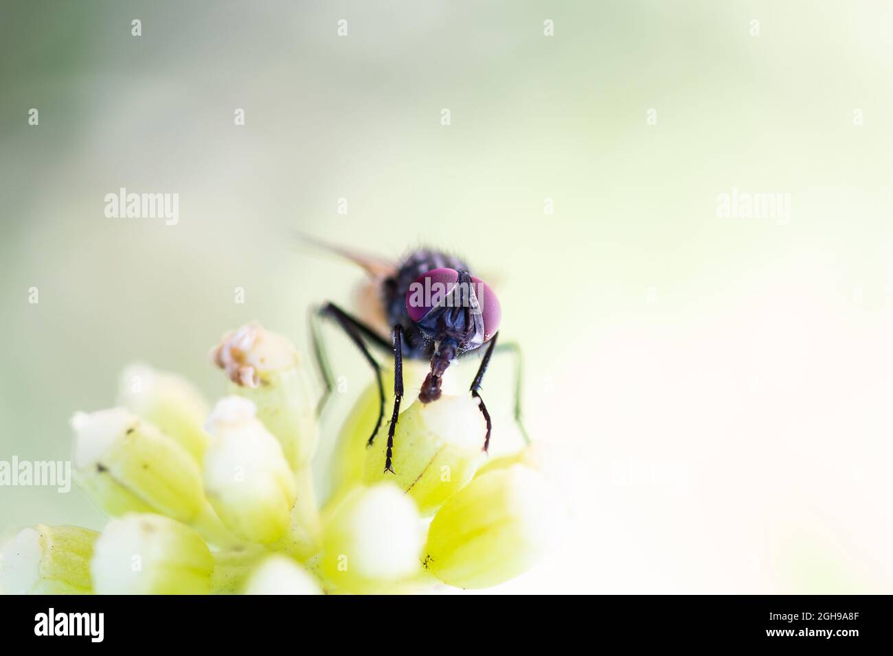 Insect fly over a flower with purple eyes Stock Photo - Alamy
