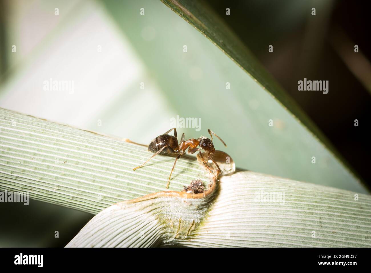 Lasius emarginatus hi-res stock photography and images - Alamy