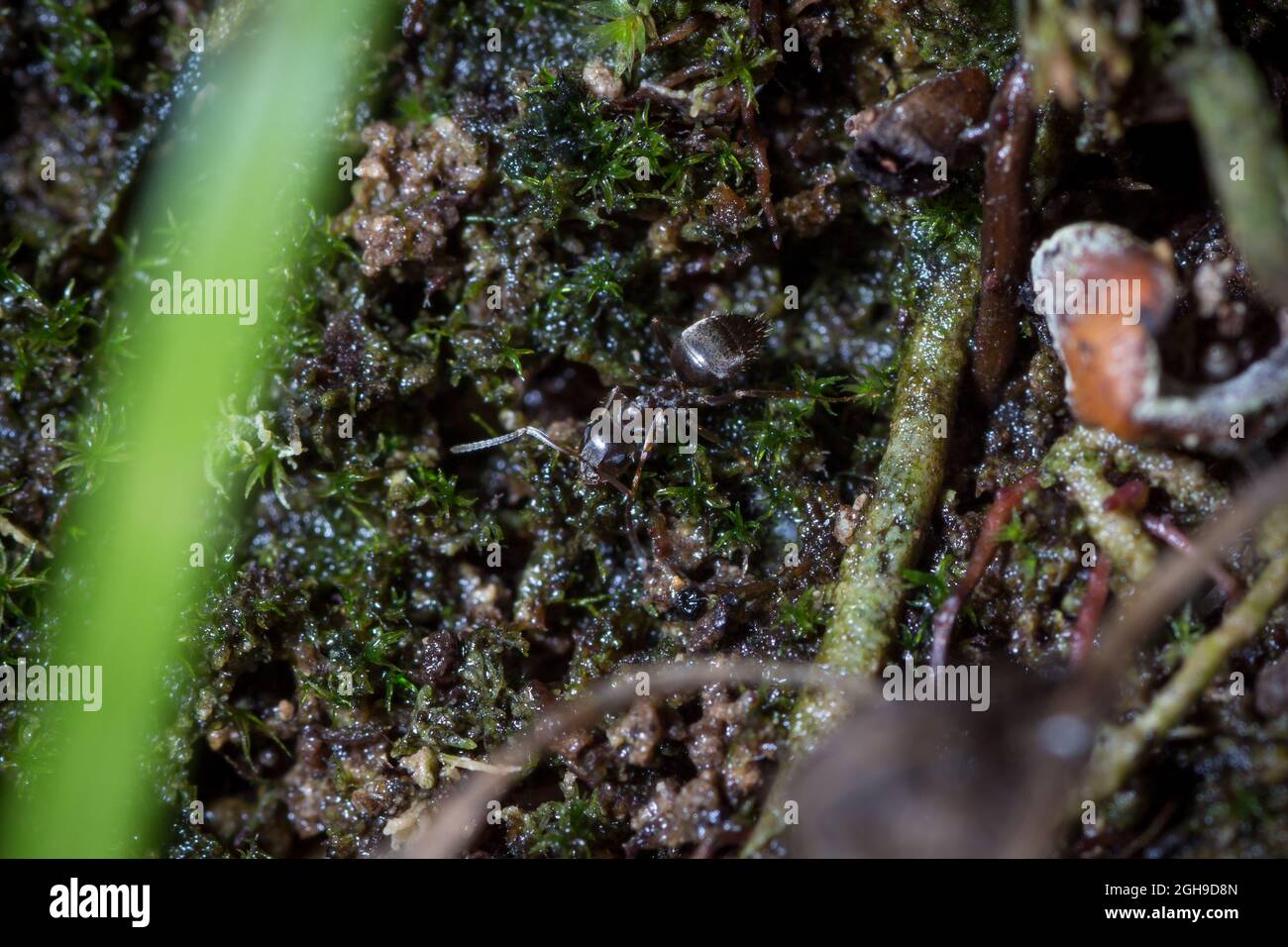 Damp moss hi-res stock photography and images - Alamy