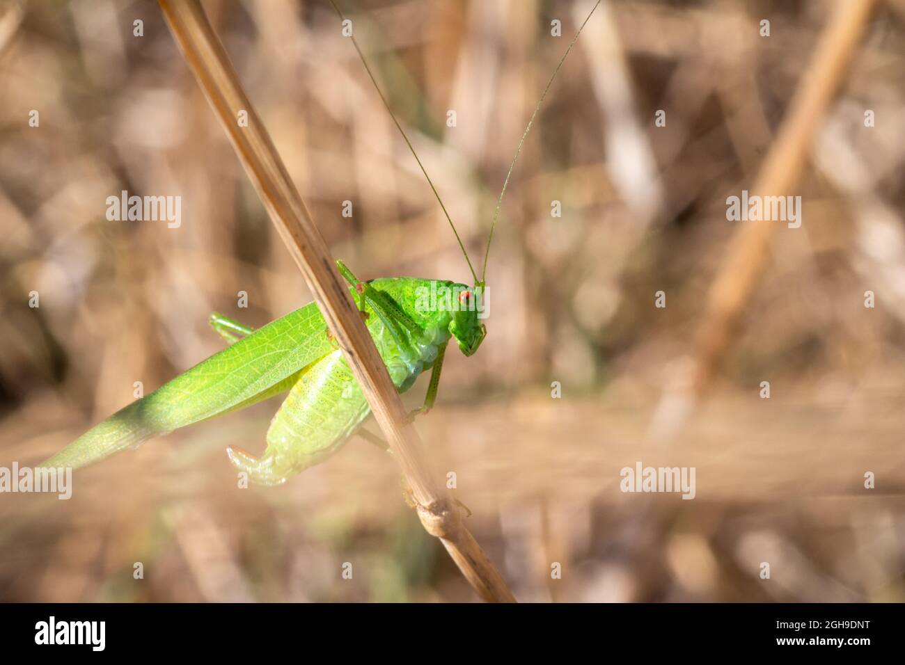 Green locust with orange eyes resting on a stick Stock Photo - Alamy