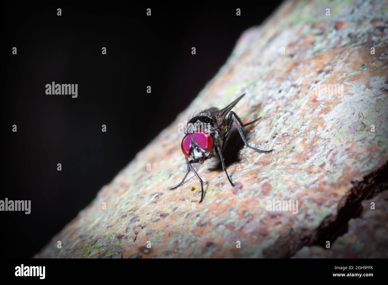 Insect fly over a tree with purple eyes Stock Photo - Alamy