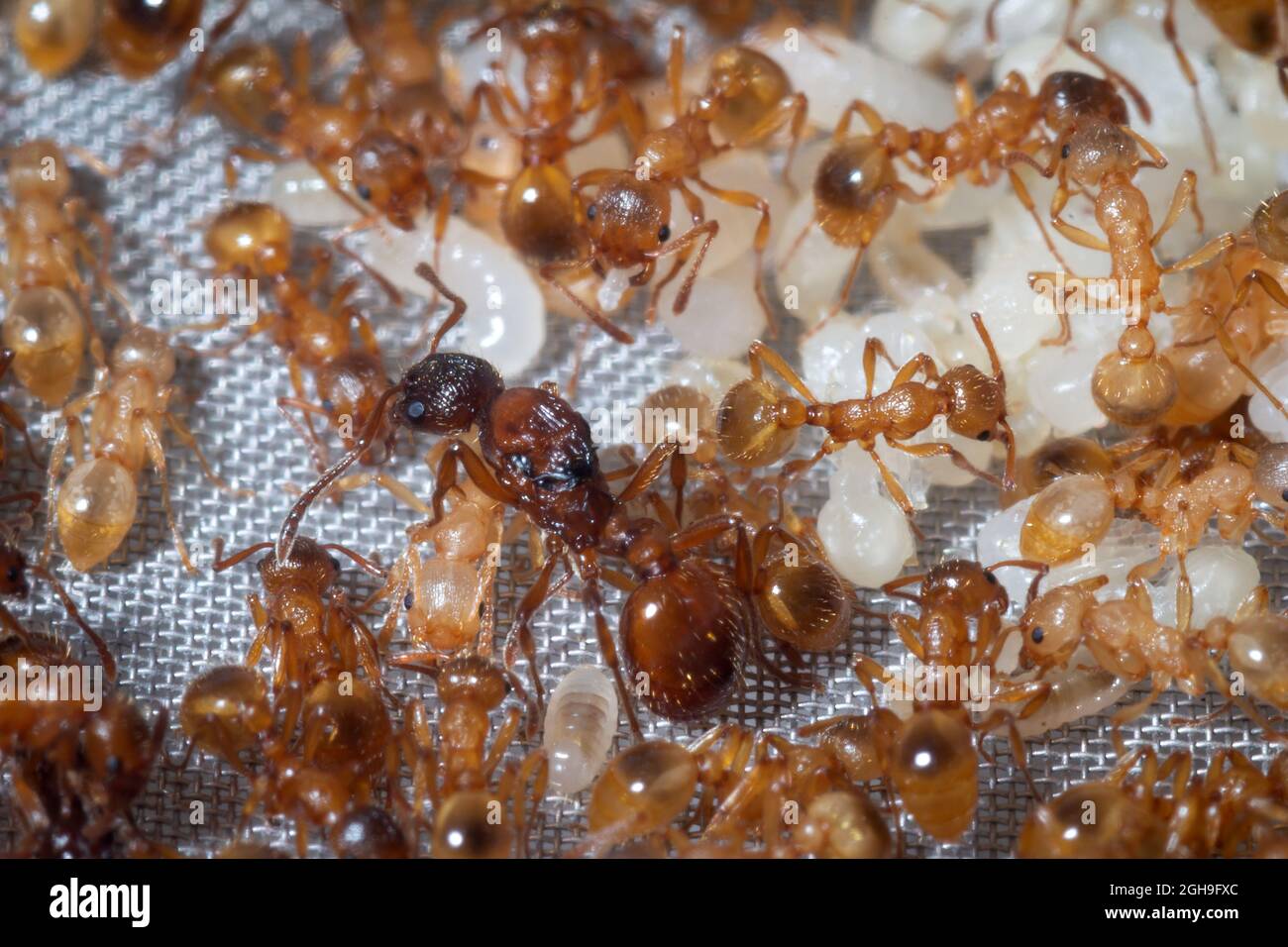 Fire ant colony queen hi-res stock photography and images - Alamy