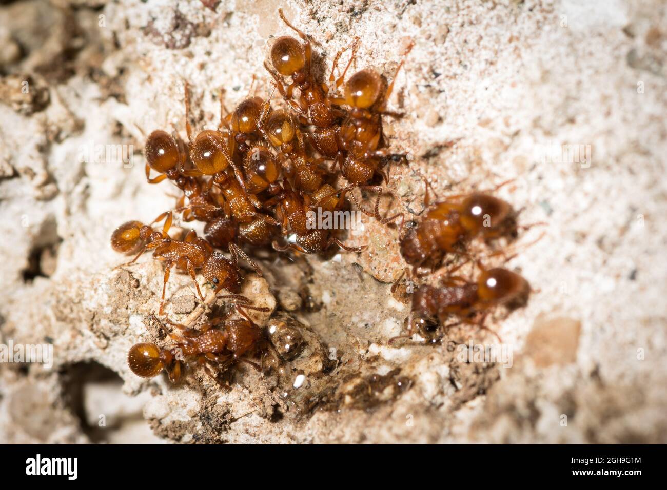 Myrmica rubra hi-res stock photography and images - Alamy