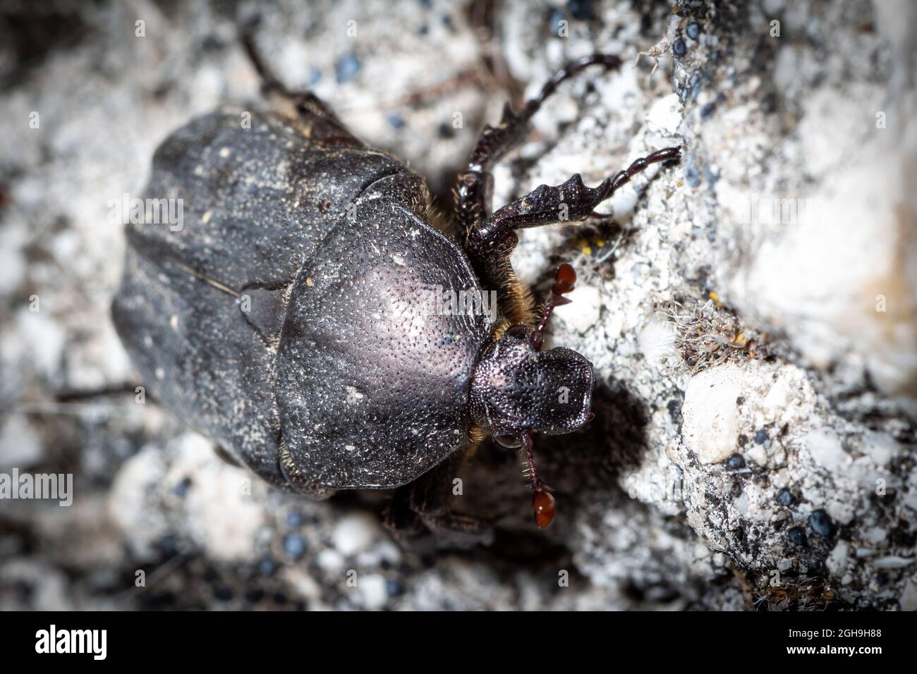Protaetia morio beetle walks on the ground in search of food Stock ...