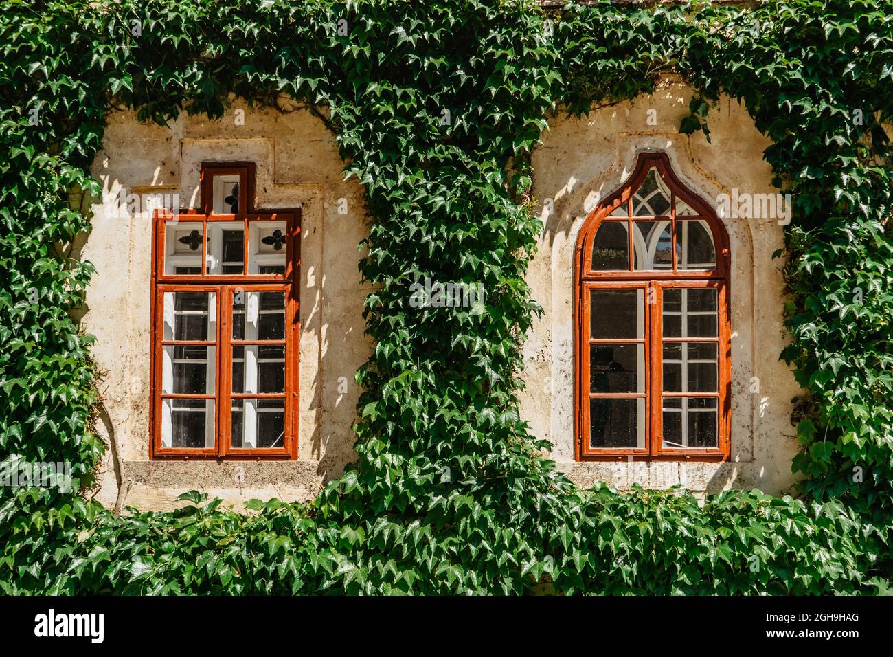Windows with red frames surrounded by green ivy plants. Nature ...