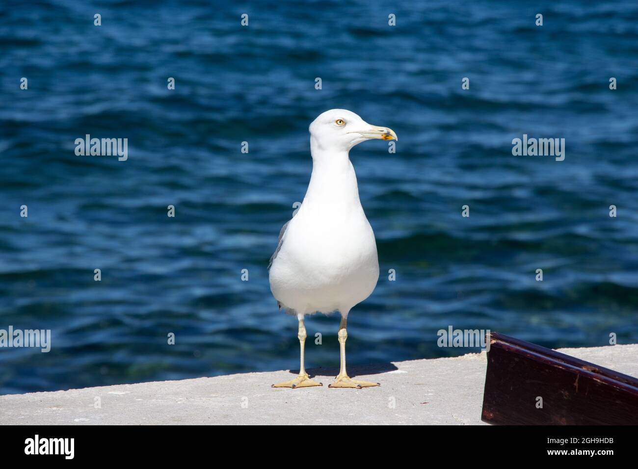Close up of seagull on dock Stock Photo - Alamy