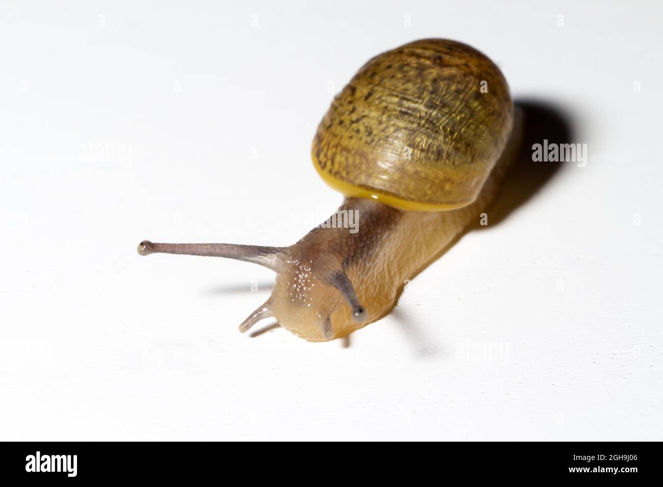 Cantareus apertus snail with white background Stock Photo - Alamy