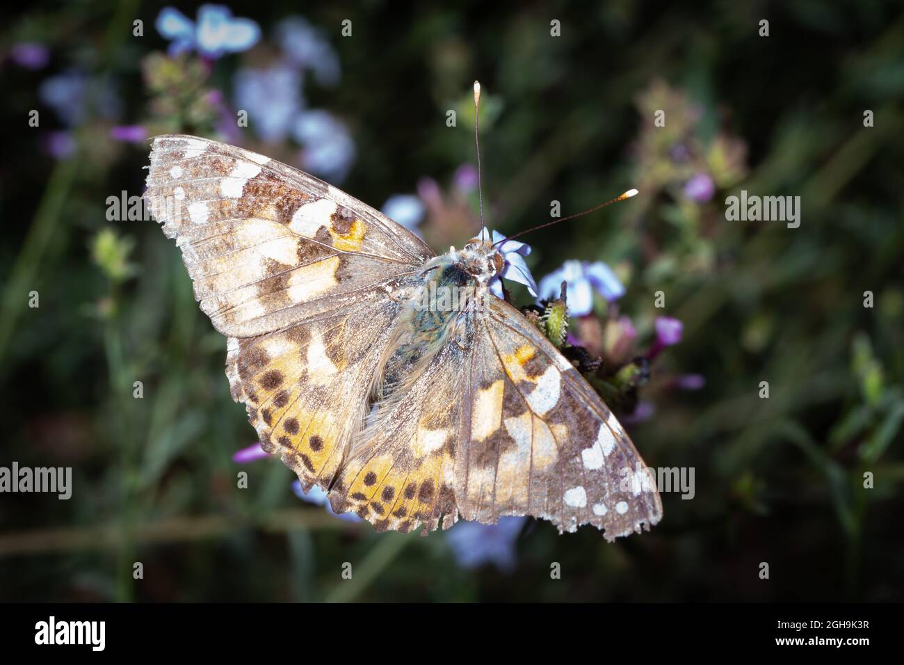 Vanessa cardui rest in a wild plant Stock Photo - Alamy