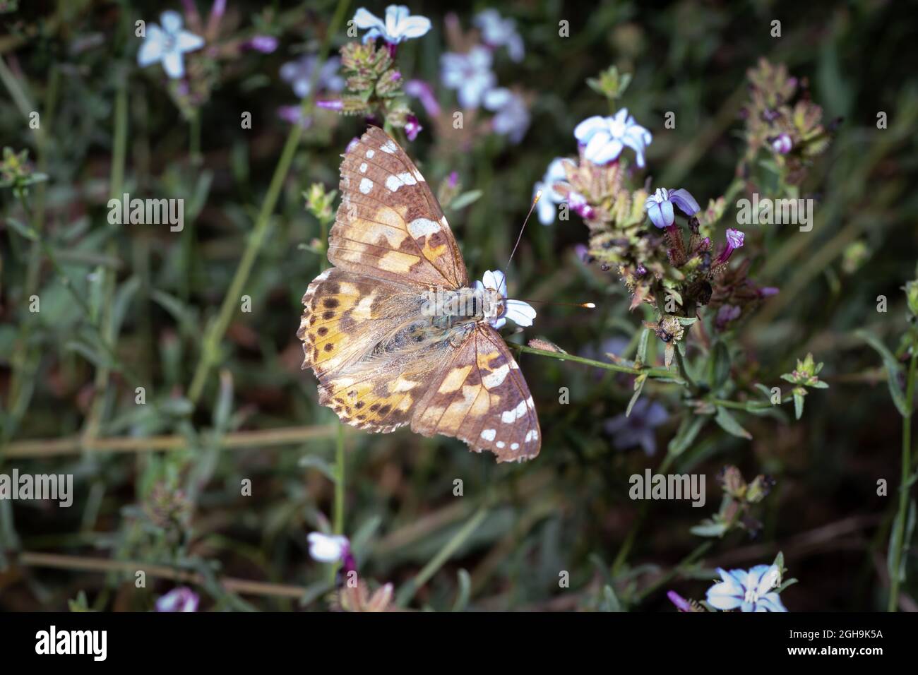 Vanessa cardui rest in a wild plant Stock Photo - Alamy