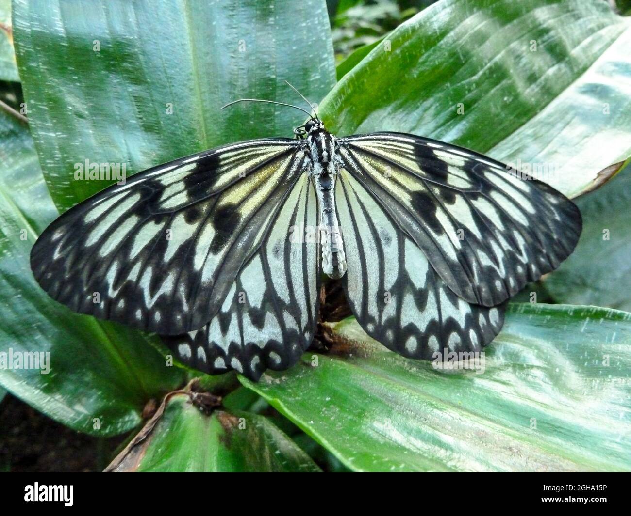 Checkerboard butterfly hi-res stock photography and images - Alamy