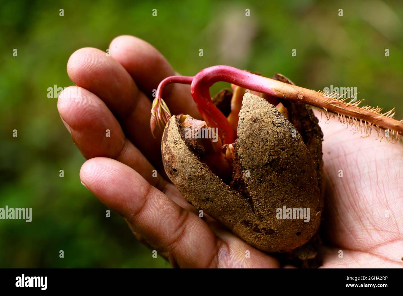 Sprouting seed of a wild tree in the palm of a man, from the Western ...