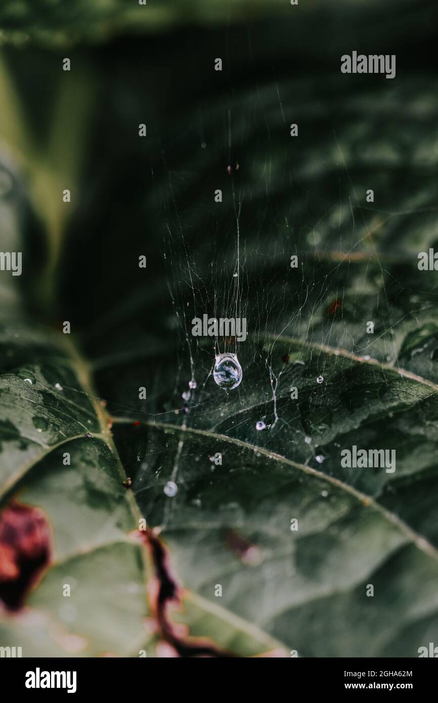 Vertical closeup shot of a raindrop falling through a spider web on a ...