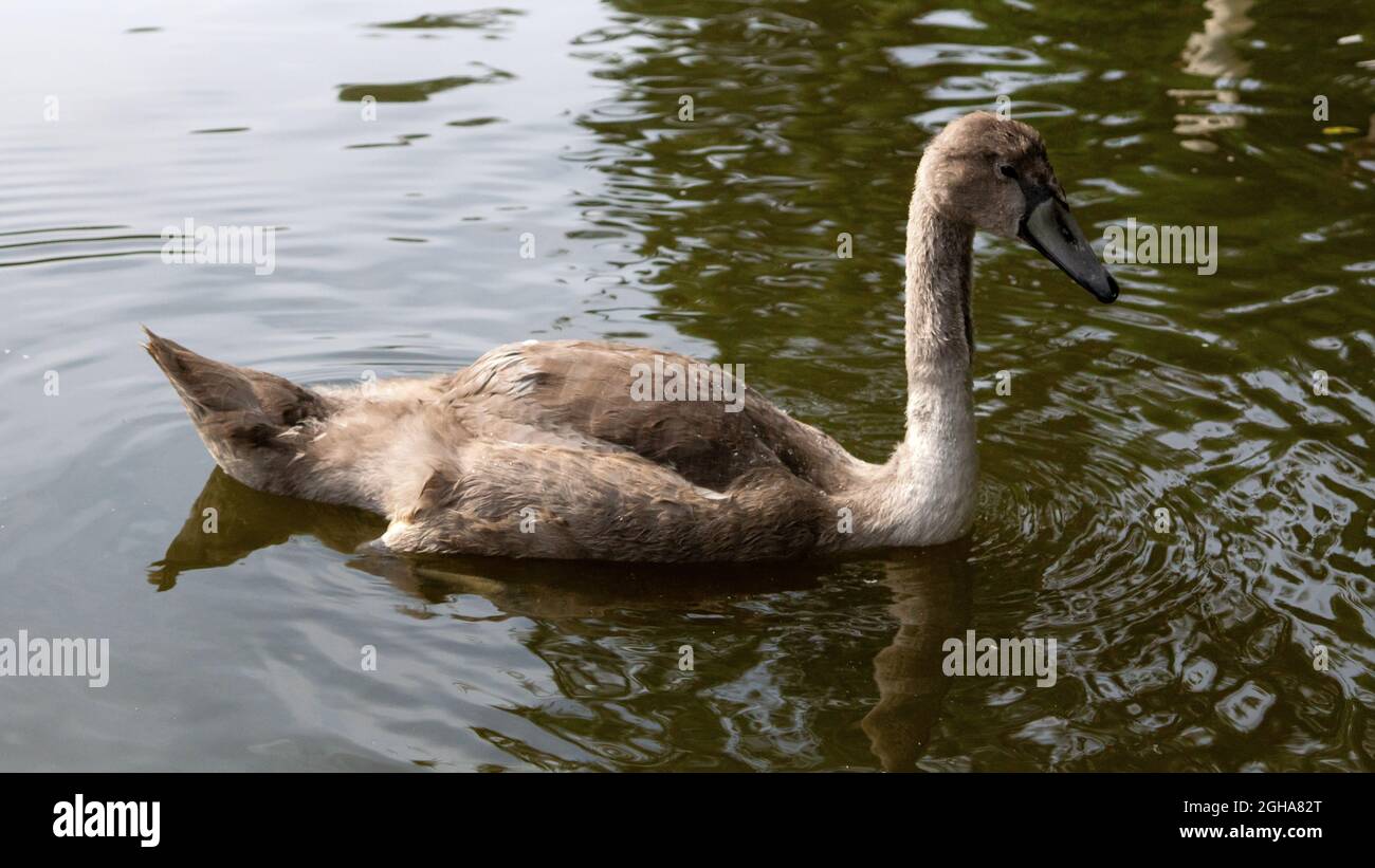 Brown swan bird hi-res stock photography and images - Alamy