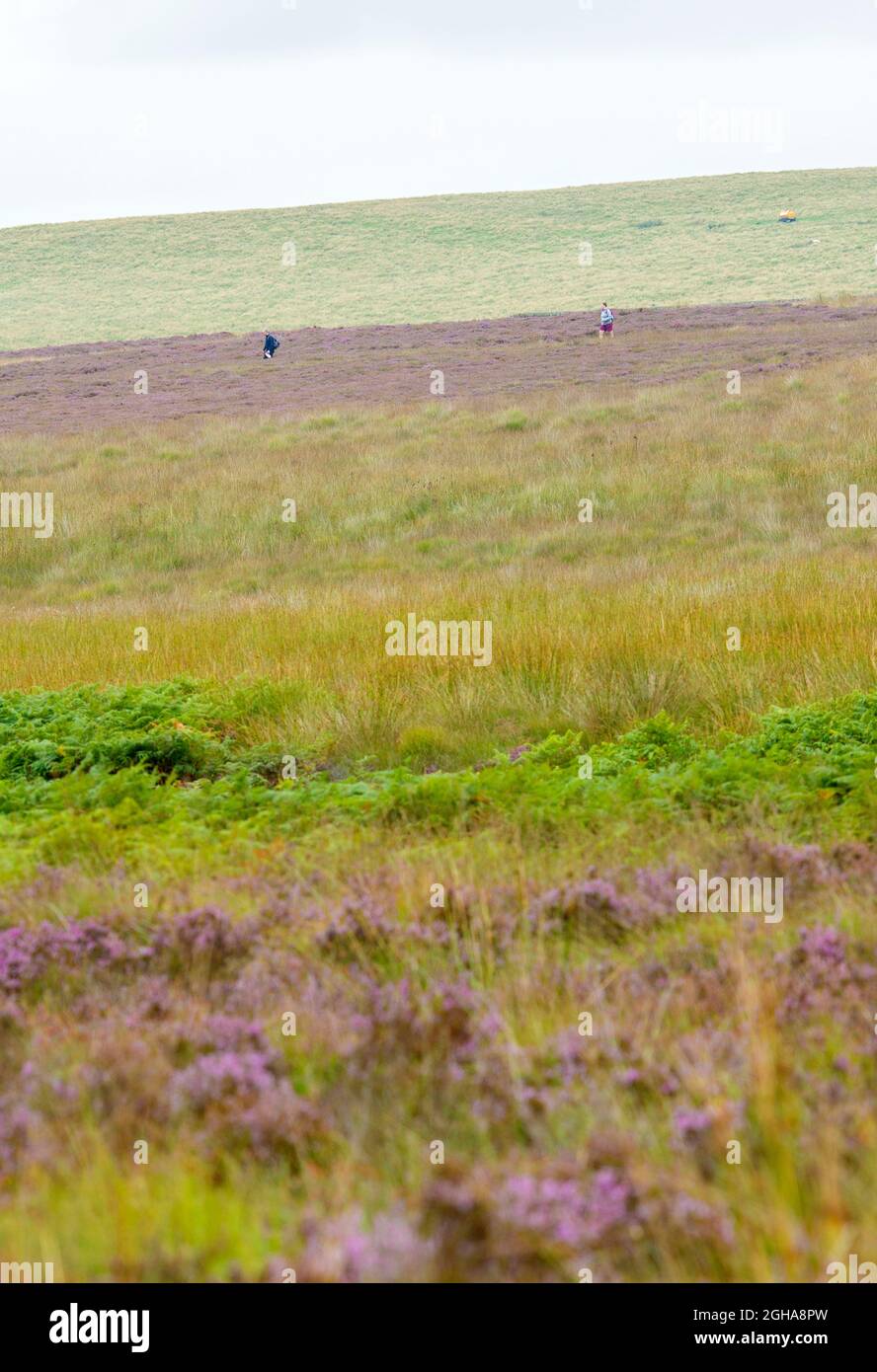 Hikers walk in flowering heather near Stanage Edge in the Peak District ...