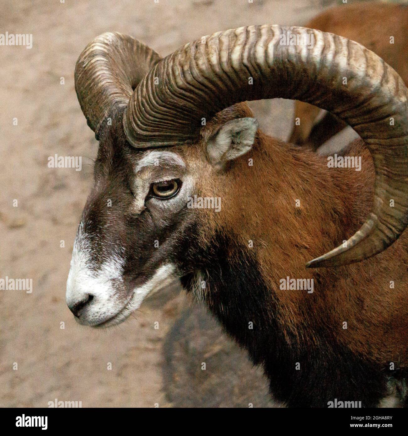 Large horns hi-res stock photography and images - Alamy