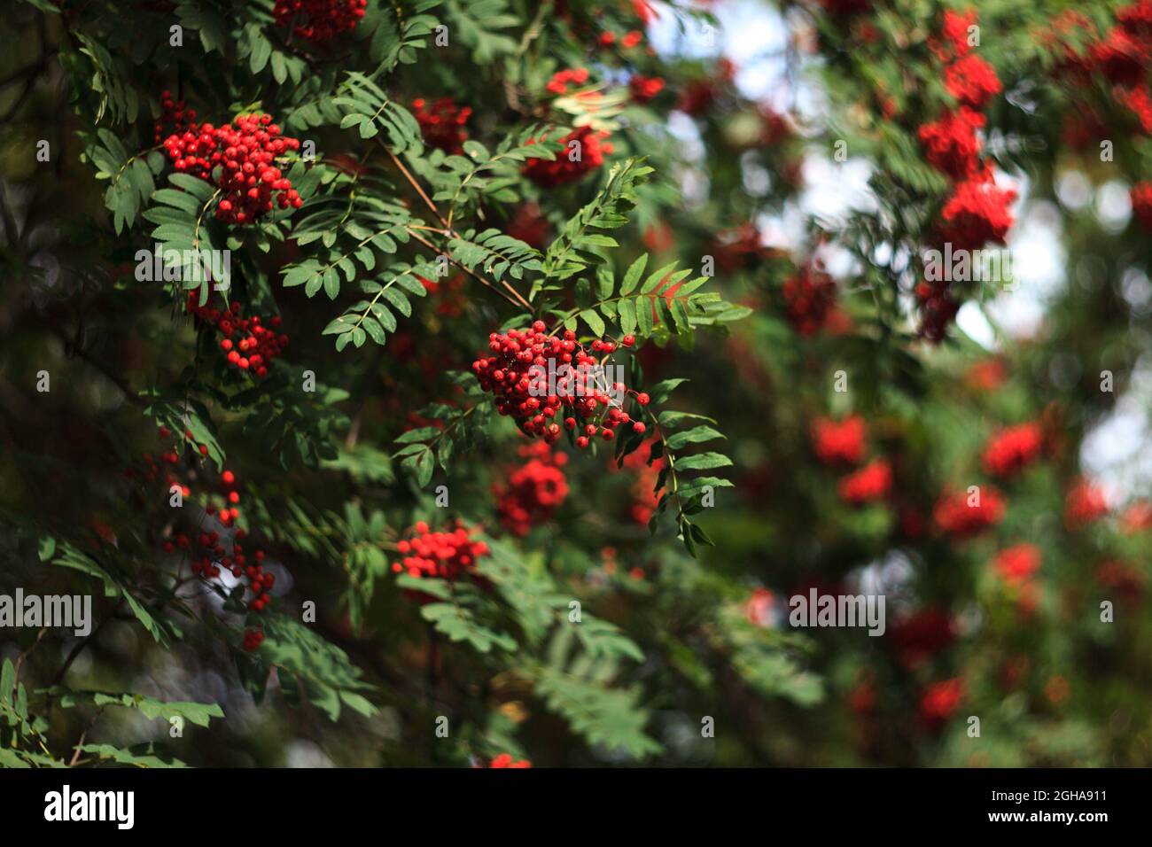 branches of the mountain ash tree with red berries. High quality photo ...